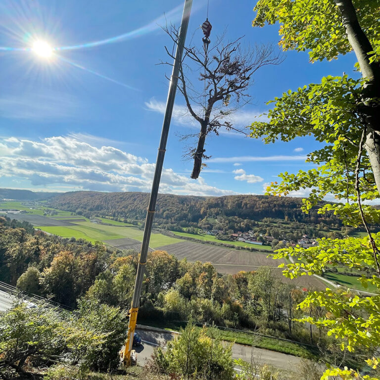 TreeTop Baumpflege GmbH Nürnberg – Baumpflege, Baumkontrolle, Baumfällungen, Baumgutachten ...