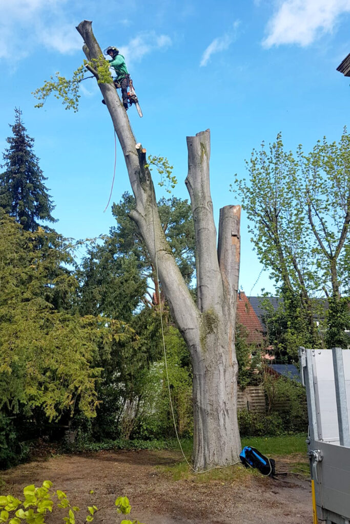 Baumfällungen – TreeTop Baumpflege GmbH Nürnberg