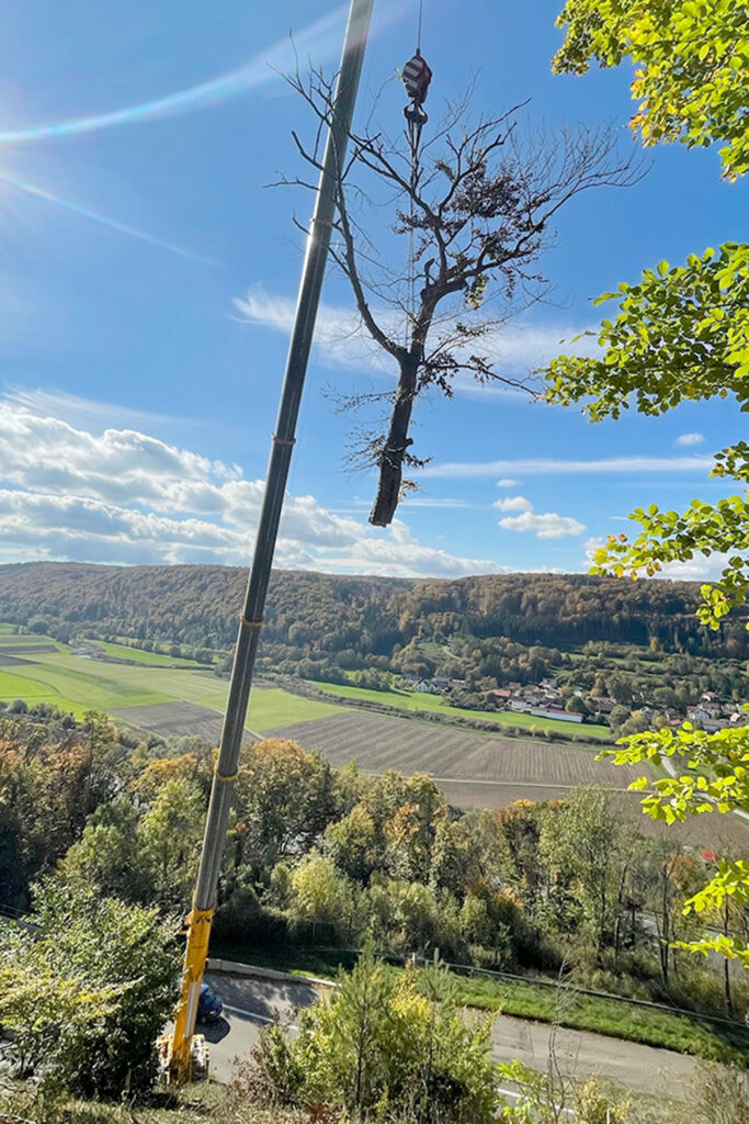 Baumfällungen – TreeTop Baumpflege GmbH Nürnberg