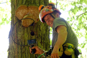Artenschutz-Gutachten – TreeTop Baumpflege GmbH Nürnberg