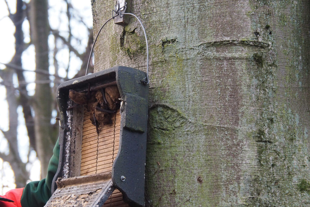 Artenschutz-Gutachten – TreeTop Baumpflege GmbH Nürnberg