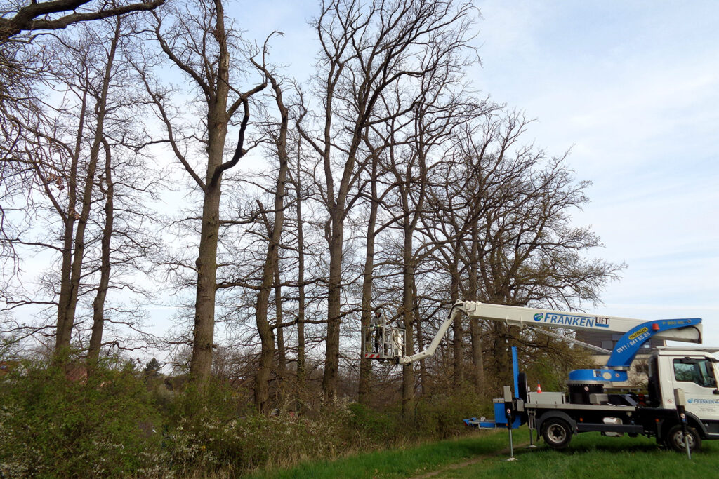 Baumpflege – TreeTop Baumpflege GmbH Nürnberg