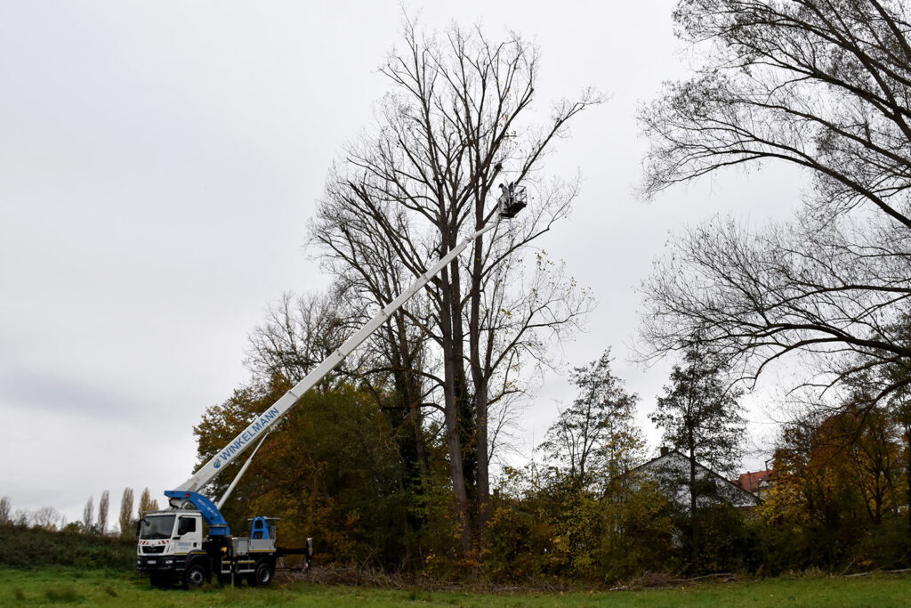 Baumpflege – TreeTop Baumpflege GmbH Nürnberg