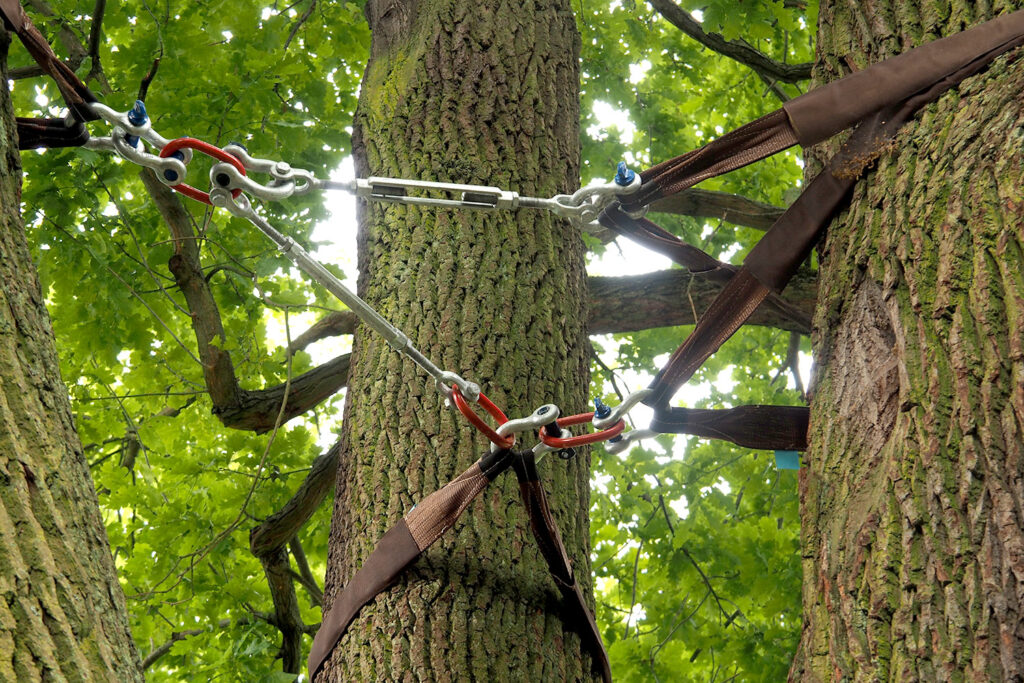 Baumpflege – TreeTop Baumpflege GmbH Nürnberg