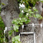 TreeTop Baumpflege GmbH Nürnberg – Baumpflege, Baumkontrolle, Baumfällungen, Baumgutachten ...