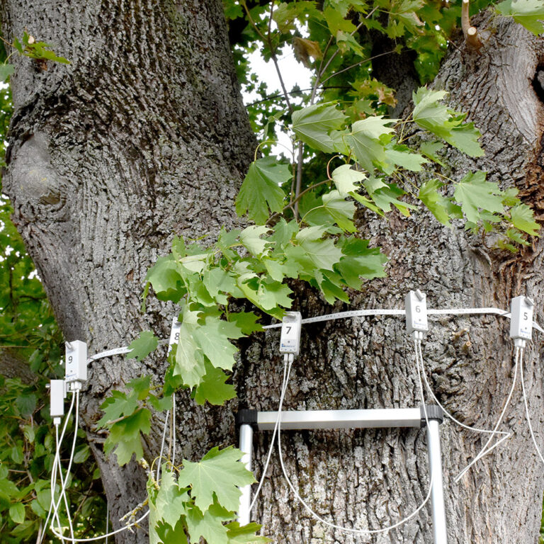 TreeTop Baumpflege GmbH Nürnberg – Baumpflege, Baumkontrolle, Baumfällungen, Baumgutachten ...