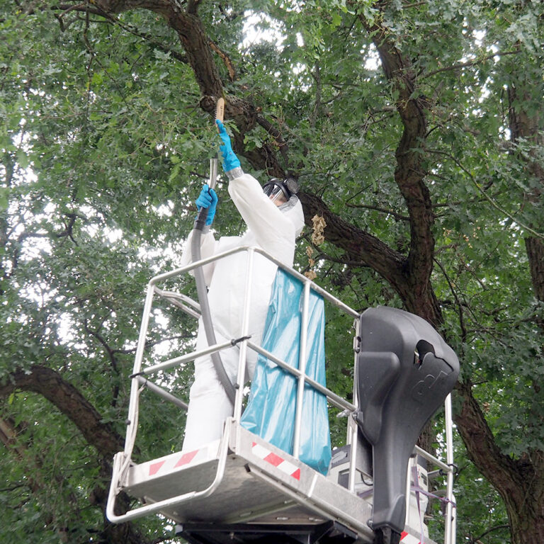 TreeTop Baumpflege GmbH Nürnberg – Baumpflege, Baumkontrolle, Baumfällungen, Baumgutachten ...