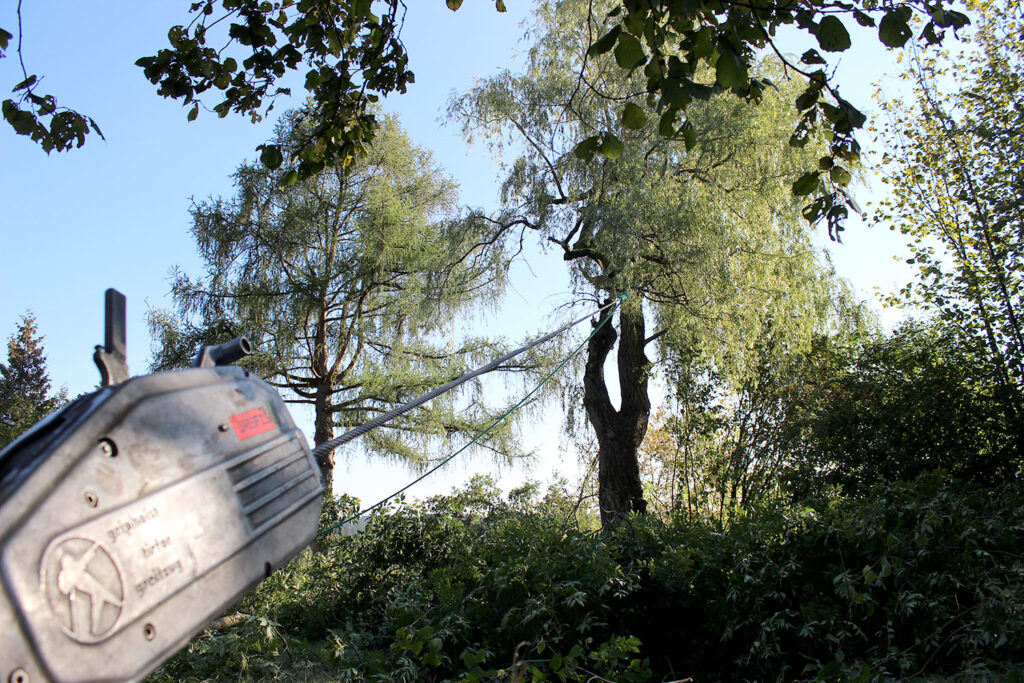 Galerie – TreeTop Baumpflege GmbH Nürnberg