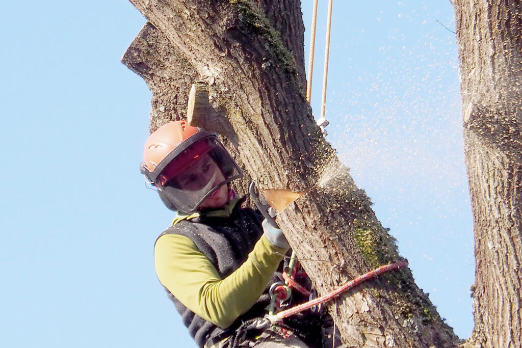 Galerie – TreeTop Baumpflege GmbH Nürnberg