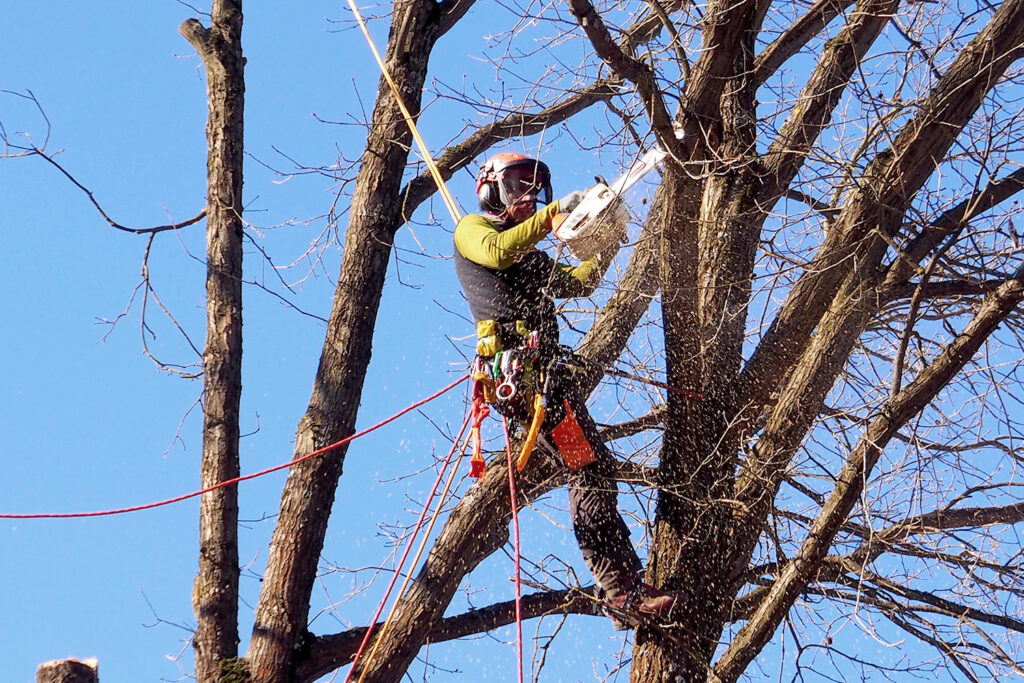 Galerie – TreeTop Baumpflege GmbH Nürnberg