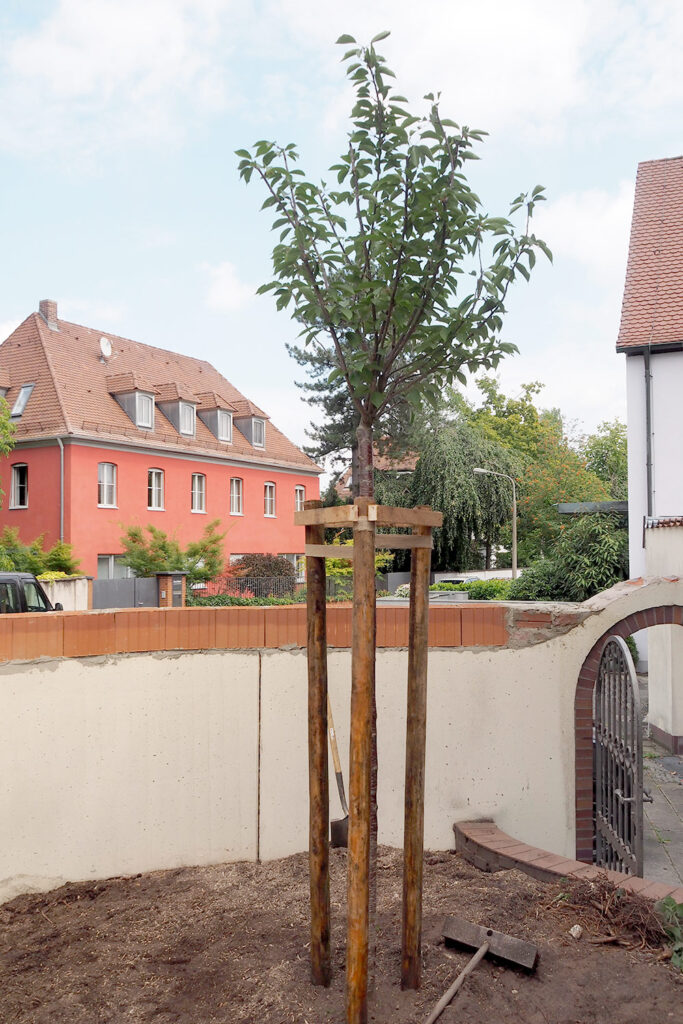 Galerie – TreeTop Baumpflege GmbH Nürnberg