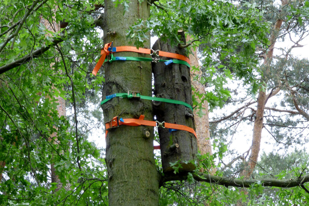 Artenschutz-Gutachten – TreeTop Baumpflege GmbH Nürnberg