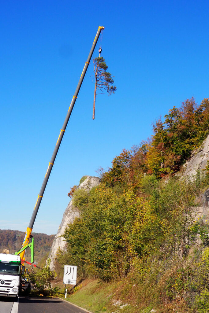 Galerie – TreeTop Baumpflege GmbH Nürnberg