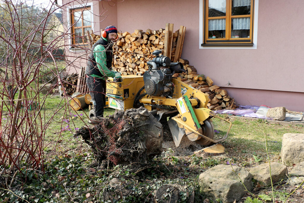 Galerie – TreeTop Baumpflege GmbH Nürnberg