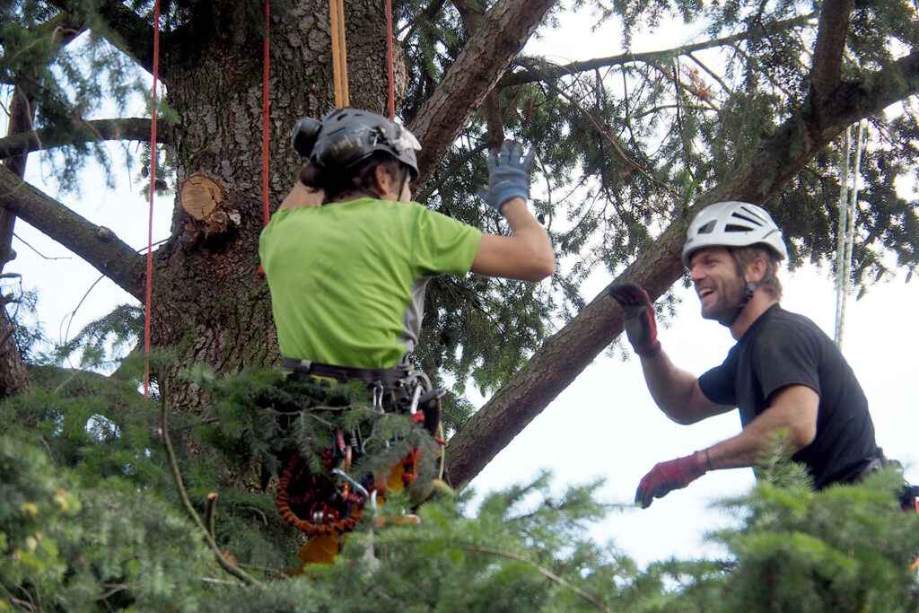 Galerie – TreeTop Baumpflege GmbH Nürnberg