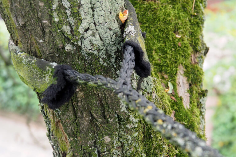 Galerie – TreeTop Baumpflege GmbH Nürnberg