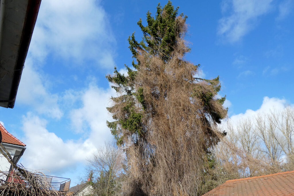 Galerie – TreeTop Baumpflege GmbH Nürnberg