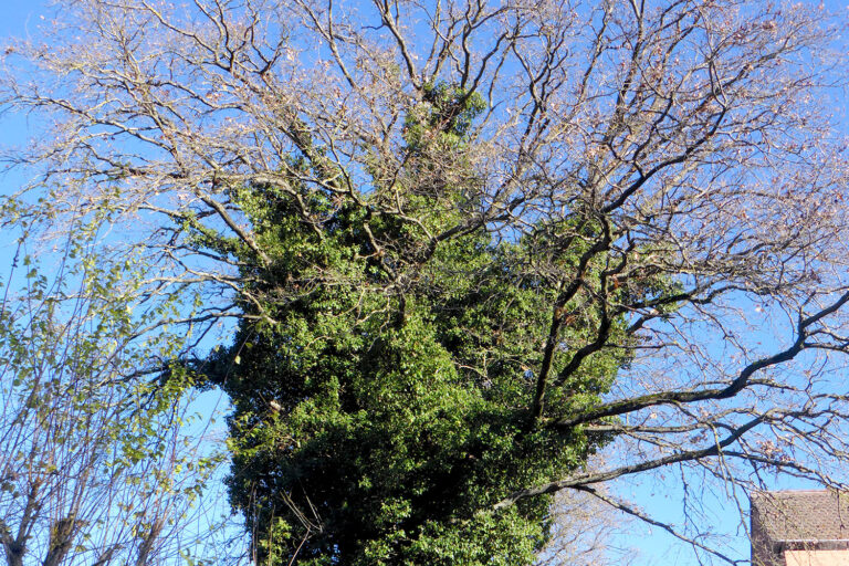 Galerie – TreeTop Baumpflege GmbH Nürnberg