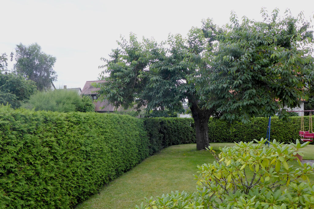 Galerie – TreeTop Baumpflege GmbH Nürnberg