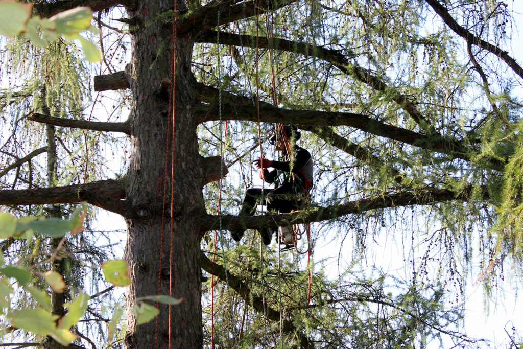 Galerie – TreeTop Baumpflege GmbH Nürnberg