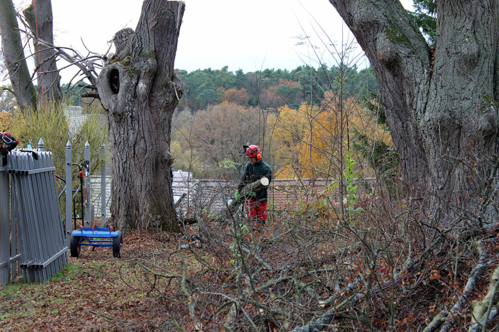 Entsorgung – TreeTop Baumpflege GmbH Nürnberg