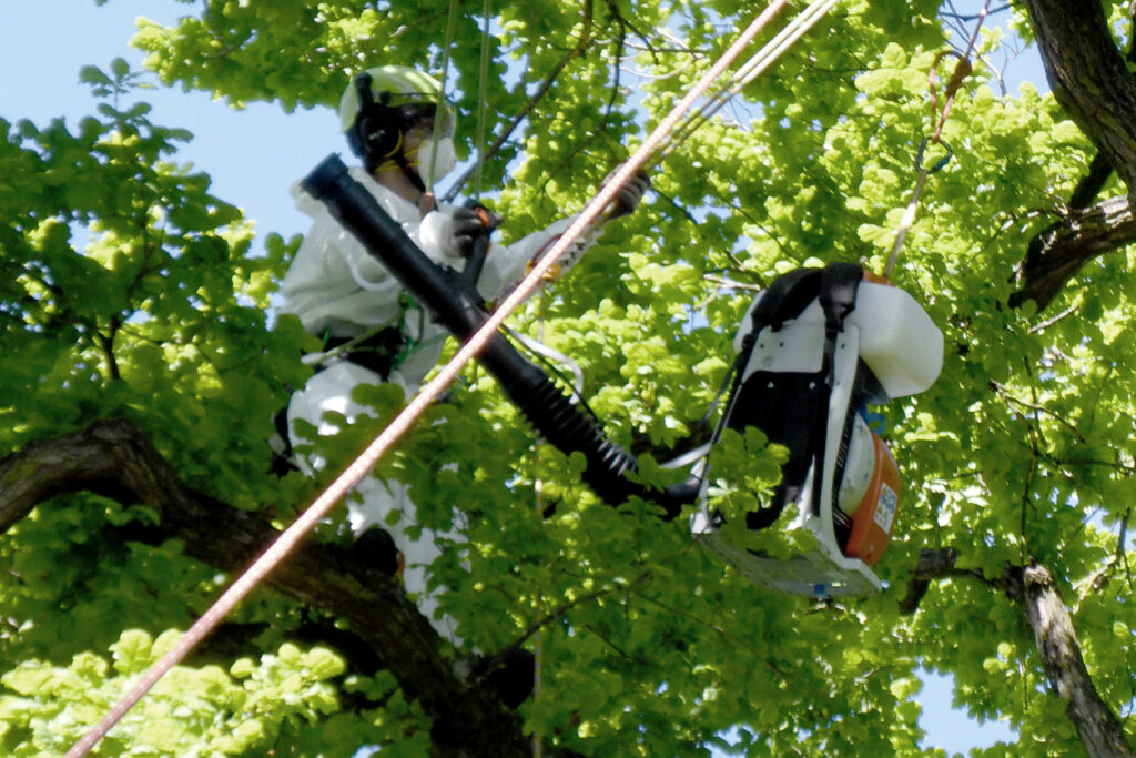 Eichen-Prozessionsspinner Beseitigung – TreeTop Baumpflege GmbH Nürnberg