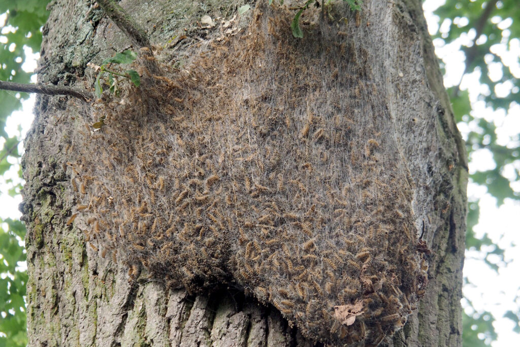 Eichen-Prozessionsspinner Beseitigung – TreeTop Baumpflege GmbH Nürnberg